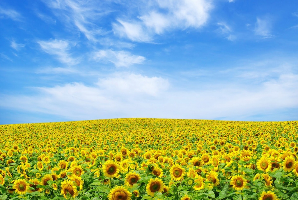 5 Lokasi Taman Bunga di Indonesia untuk Pre-Wedding - Weddingku.com